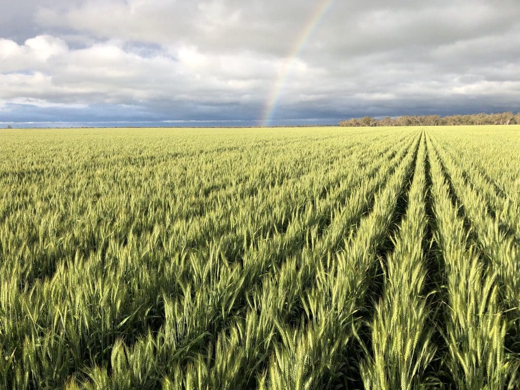 More rain required to lock in winter-crop potential - Grain Central