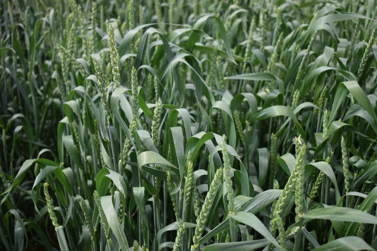 Farrer oration praises wheat breeders’ role in maximising returns ...