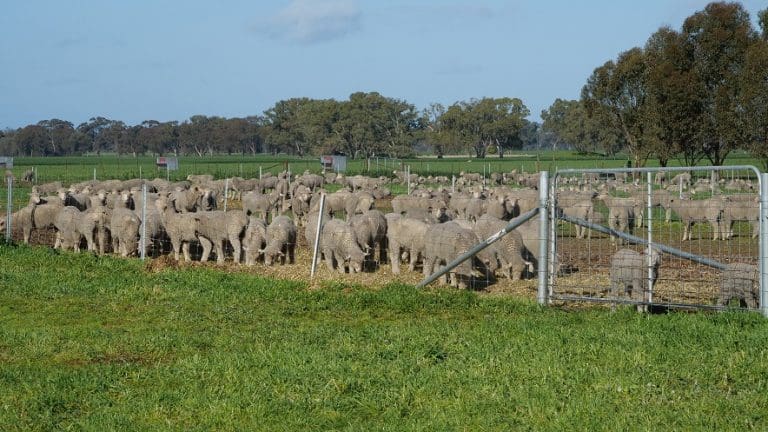 Sheep containment areas mean more lambs, fewer weeds - Grain Central
