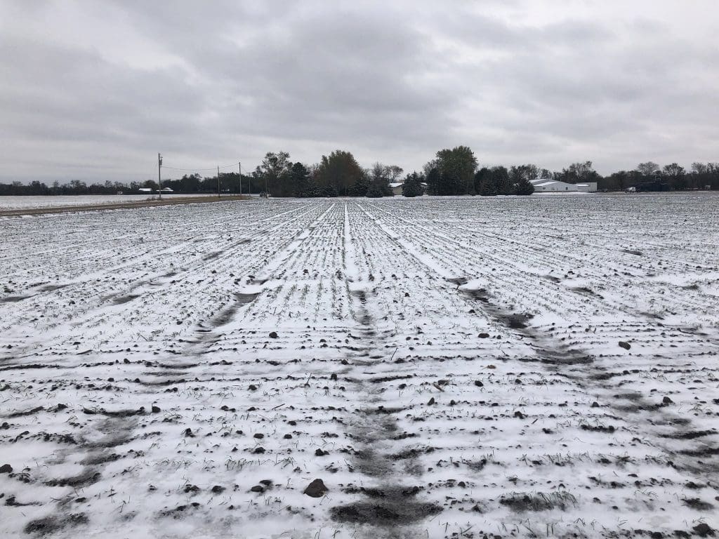 Demand-driven wheat rally supported by production uncertainty - Grain ...