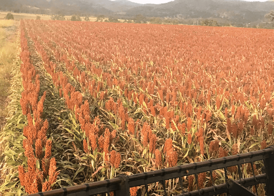 Australia exports 245,340t barley, 26,505t sorghum in August - Grain ...