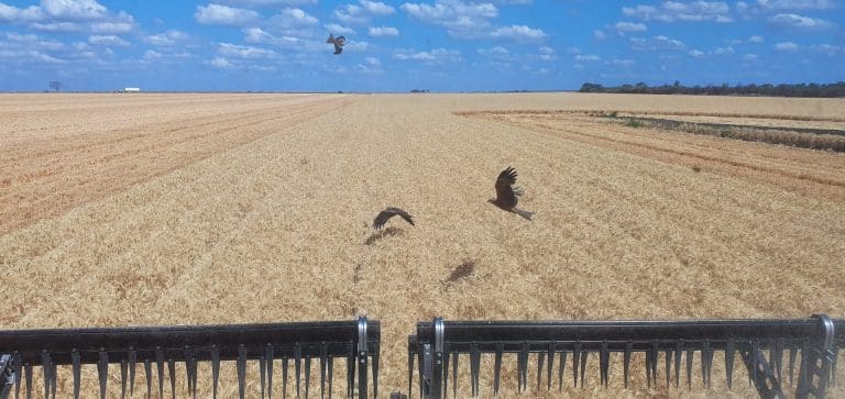 Dry WA, ideal SE alter Australian wheat, barley forecasts - Grain Central