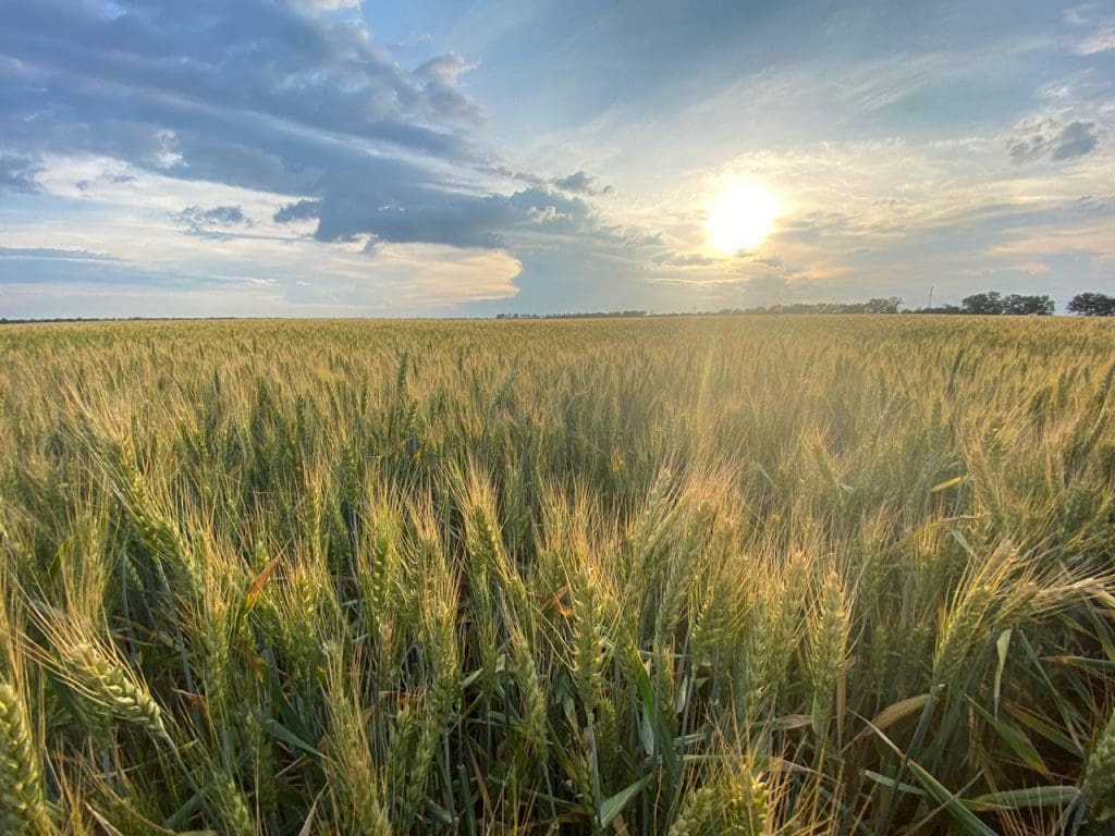 Russian rise drives lift in global wheat number: WASDE - Grain Central