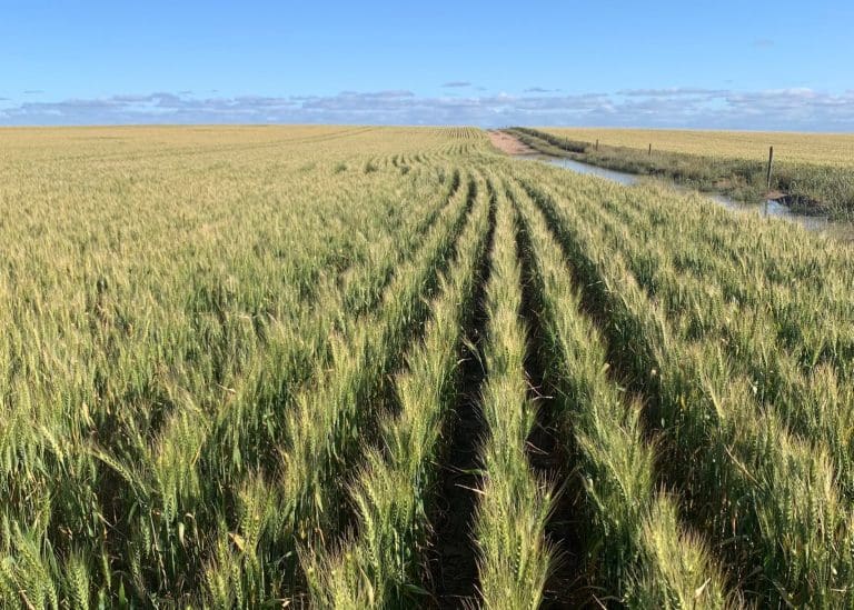 South Australian crop forecast trimmed to 7.9Mt - Grain Central