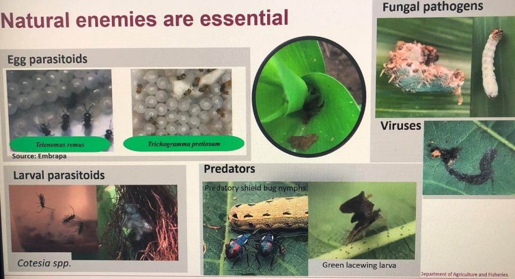 Natural predators enlisted in fight against fall armyworm - Grain Central