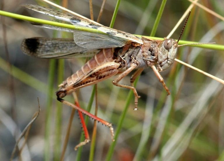 Victoria on locust watch following sightings - Grain Central