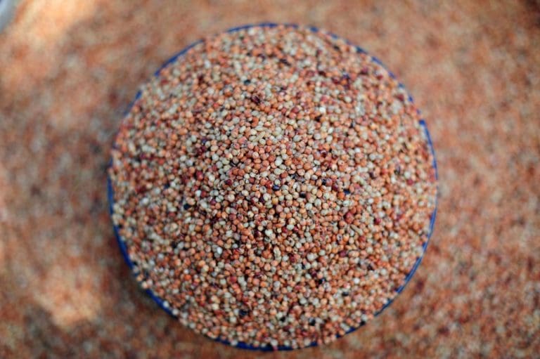 Australia hosts surprising trove of wild sorghum diversity - but it's ...