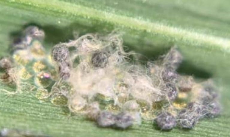 Fall armyworm – experts answer the questions - Grain Central
