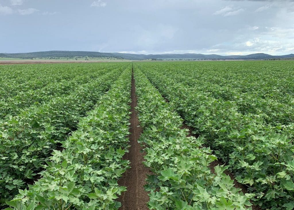 Prospects for 2.3Mb cotton crop consolidate as picking nears - Grain ...