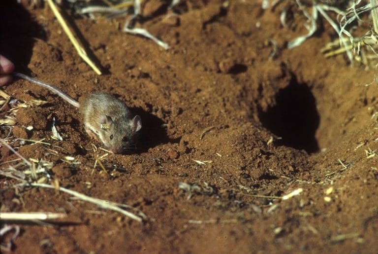 'Chemical camouflage' can cut mice losses by 60pc+ - Grain Central