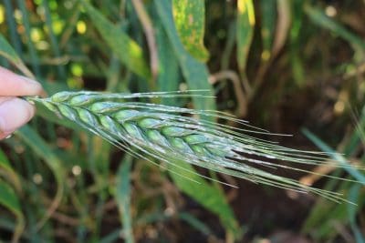DMI resistance in wheat powdery mildew confirmed for first time - Grain ...