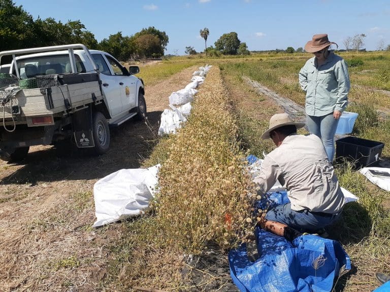 Spice crops: potential farming option for Australia’s north - Grain Central