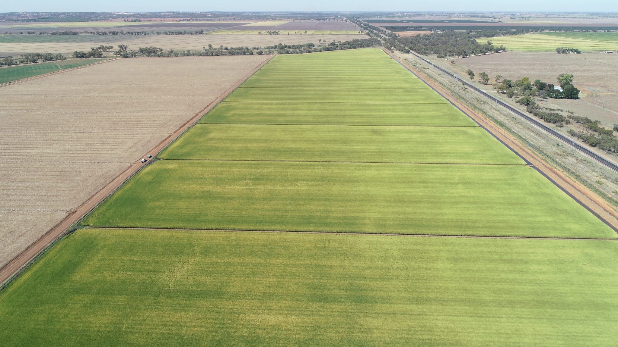 Riverina rice harvest heralds industry revival - Grain Central