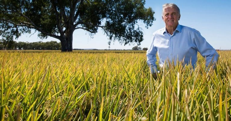 Riverina rice harvest heralds industry revival - Grain Central
