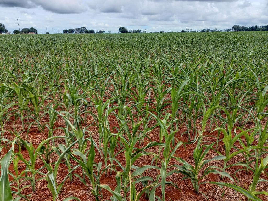 Nowhere to run to, baby, nowhere to hide - Grain Central