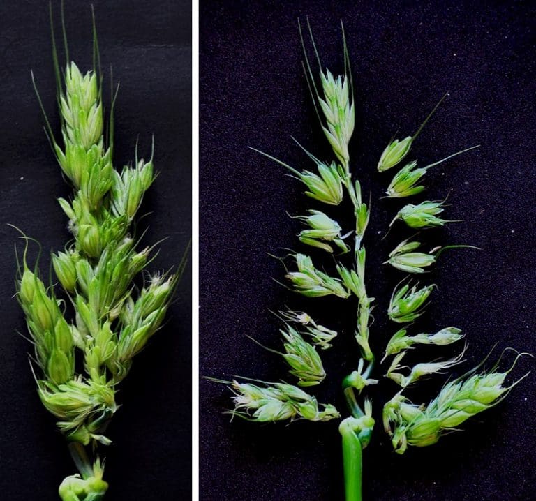 New findings to boost barley yields at higher temps - Grain Central