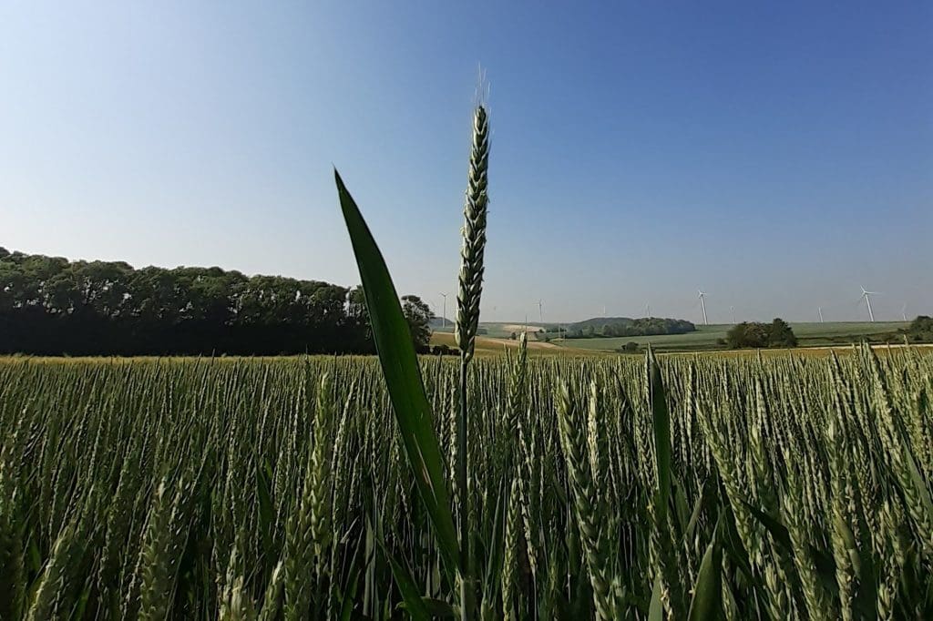 China to import record 10.6Mt barley in 2021-22: USDA - Grain Central