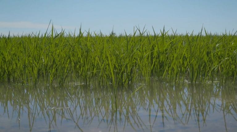Australian rice a big winner in UK trade agreement - Grain Central