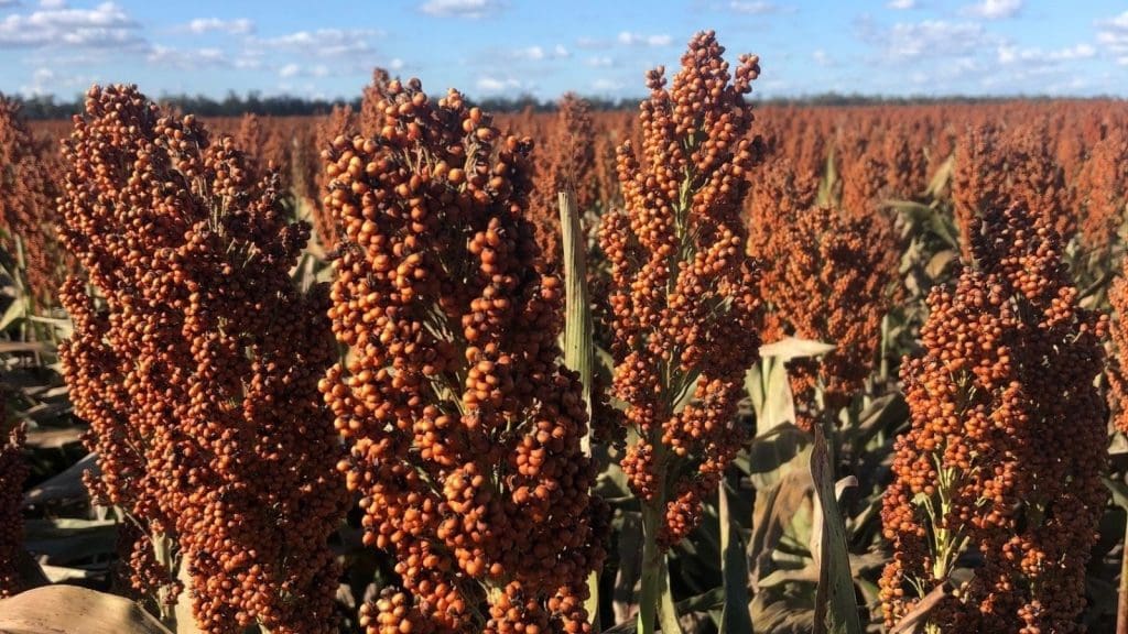 Feedgrain Focus: Flat as rain offsets execution squeeze - Grain Central