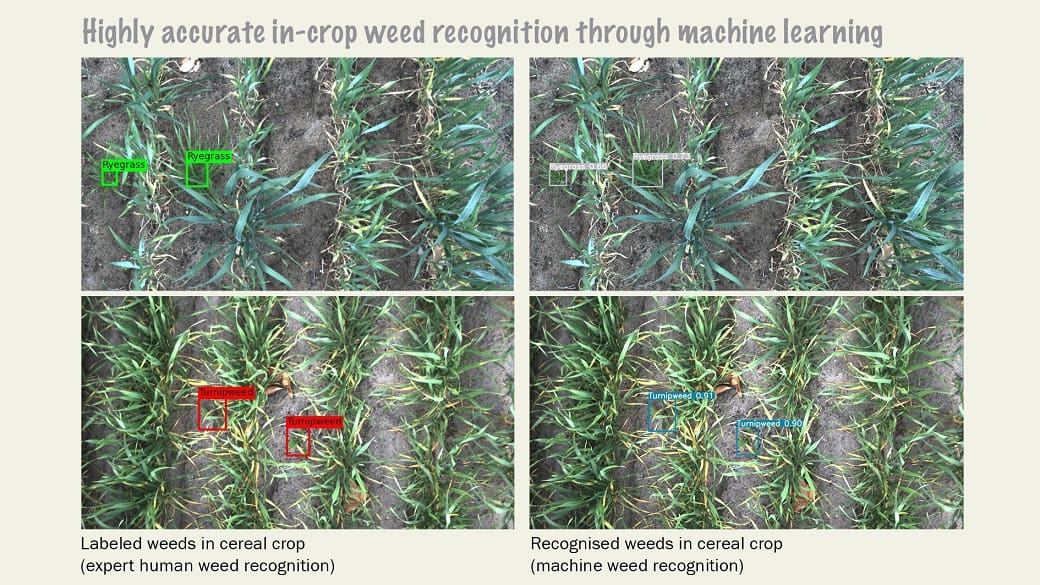 Weed recognition technologies set to supercede blanket spraying - Grain ...