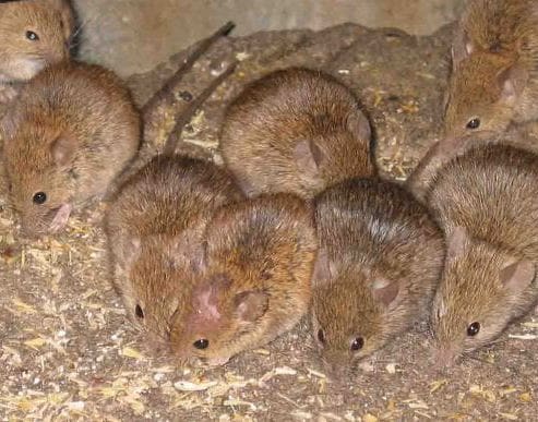 Mice numbers fall; threat remains for spring - Grain Central