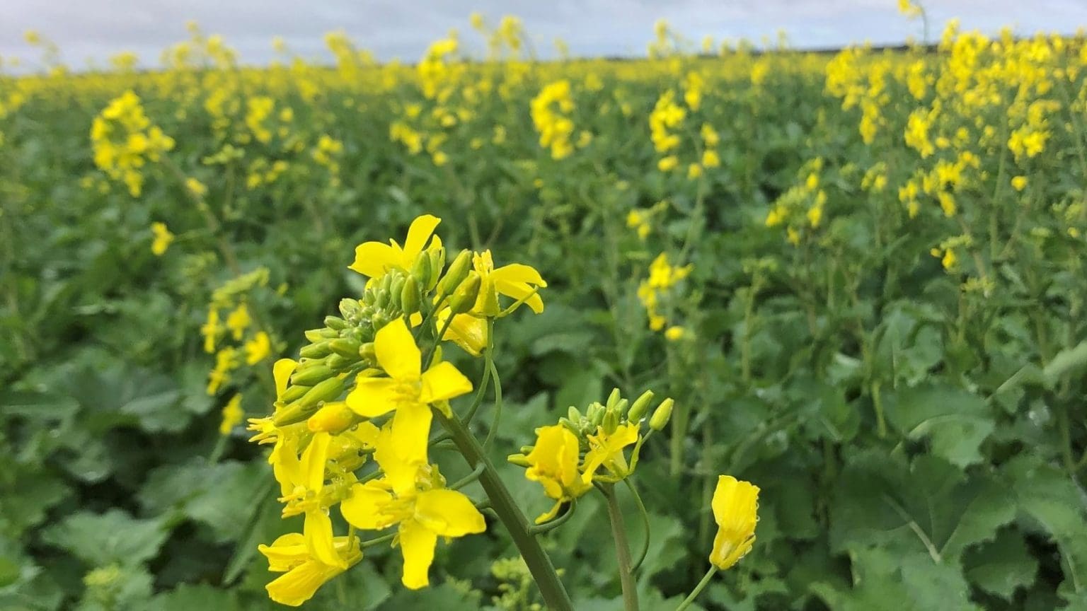 Aussie winter crop setting up for another big harvest - Grain Central