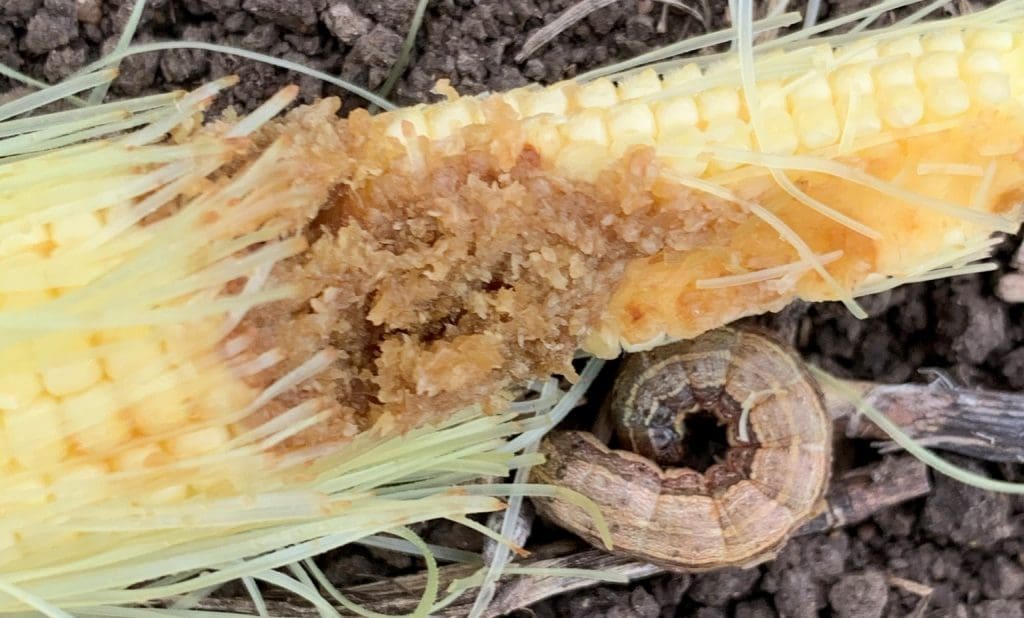 Natural insect predators go into battle against fall armyworm - Grain ...