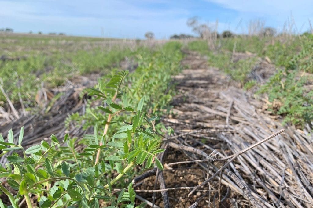 Specs in place for No. 2 desi chickpea grade - Grain Central