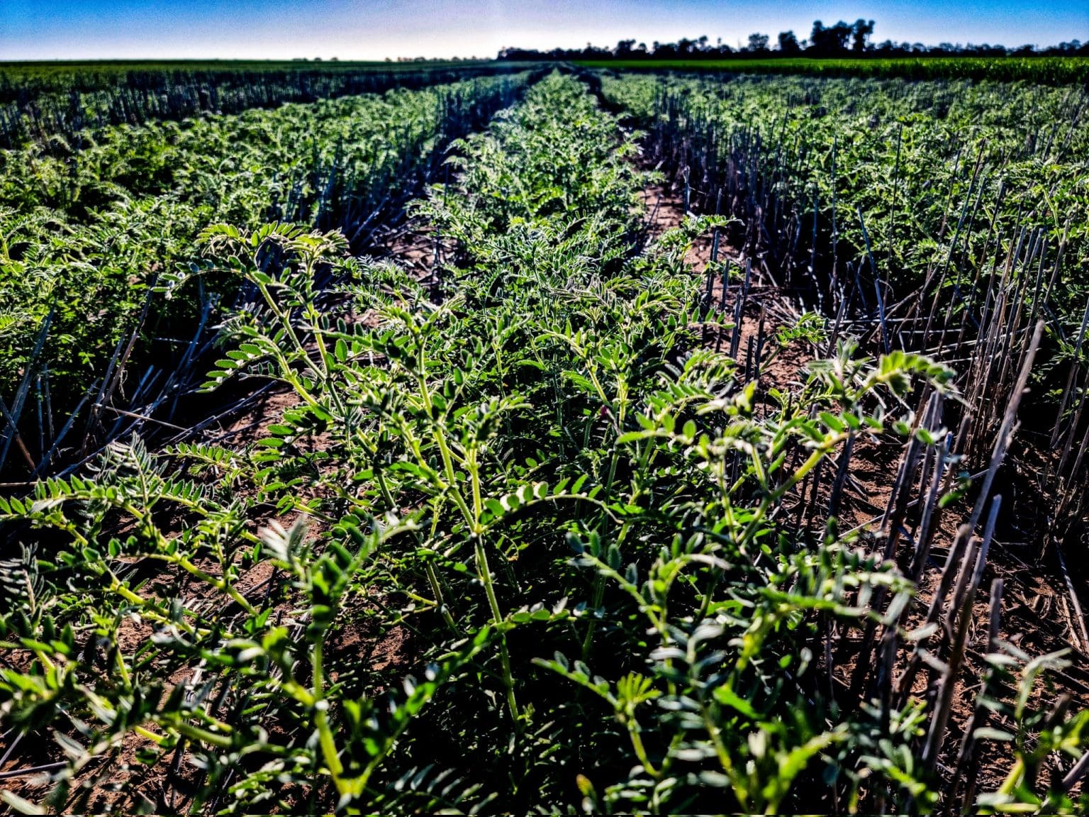 Australian chickpea, lentil exports rise in June - Grain Central