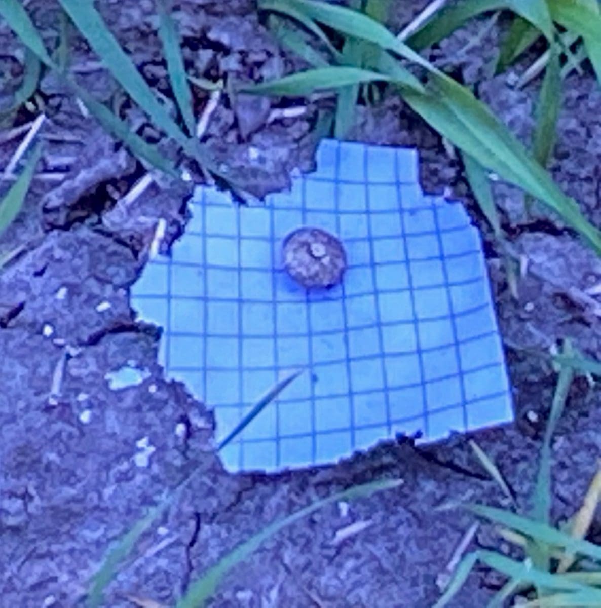 Surge in mice numbers points to spring outbreak - Grain Central