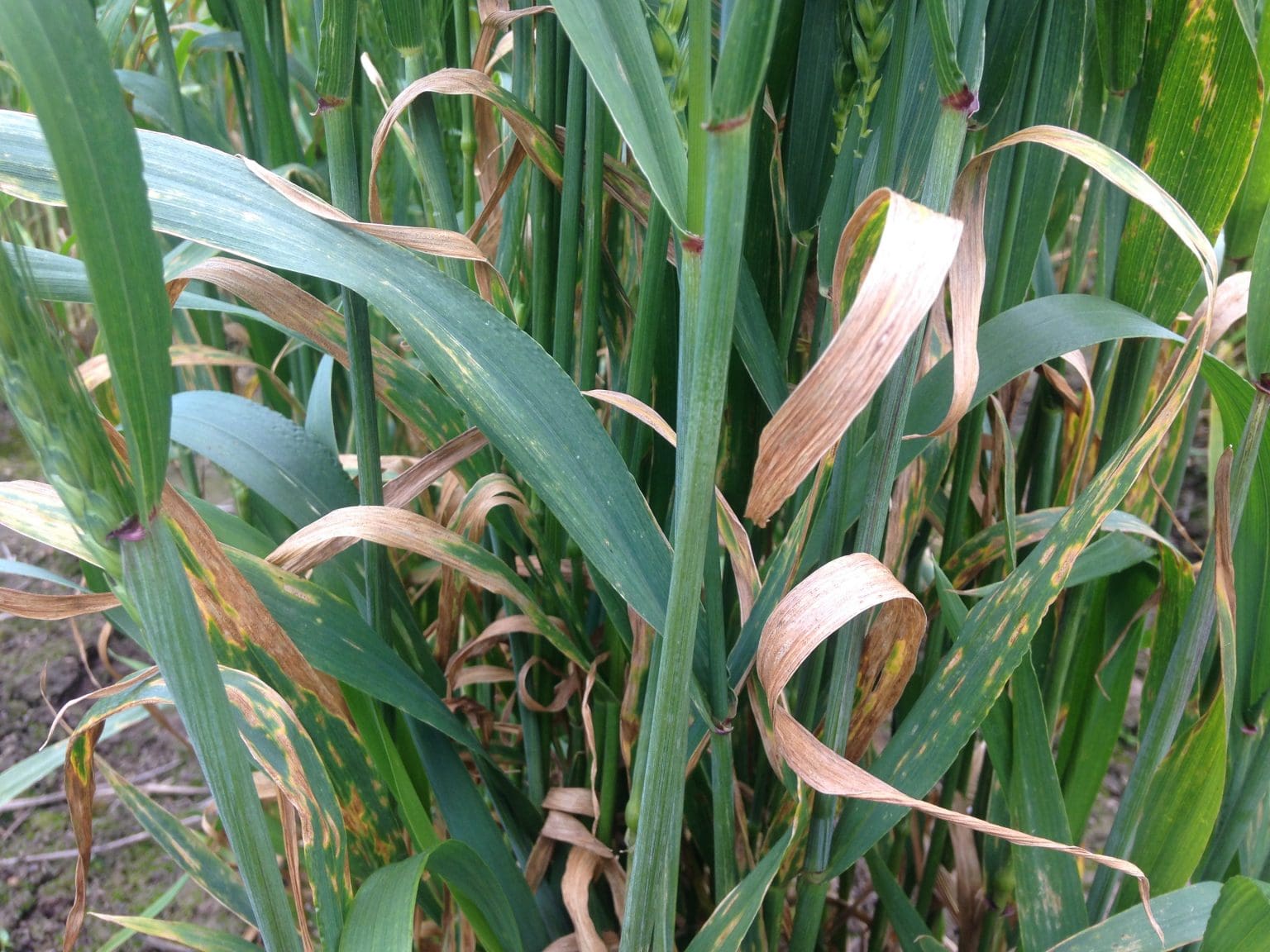 Research to focus on combating Septoria disease in wheat - Grain Central