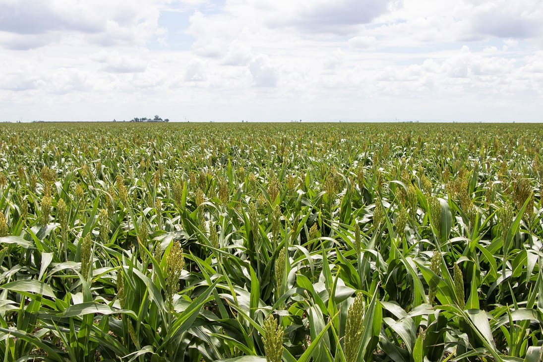 How can I set up my summer crops to help manage weeds? - Grain Central