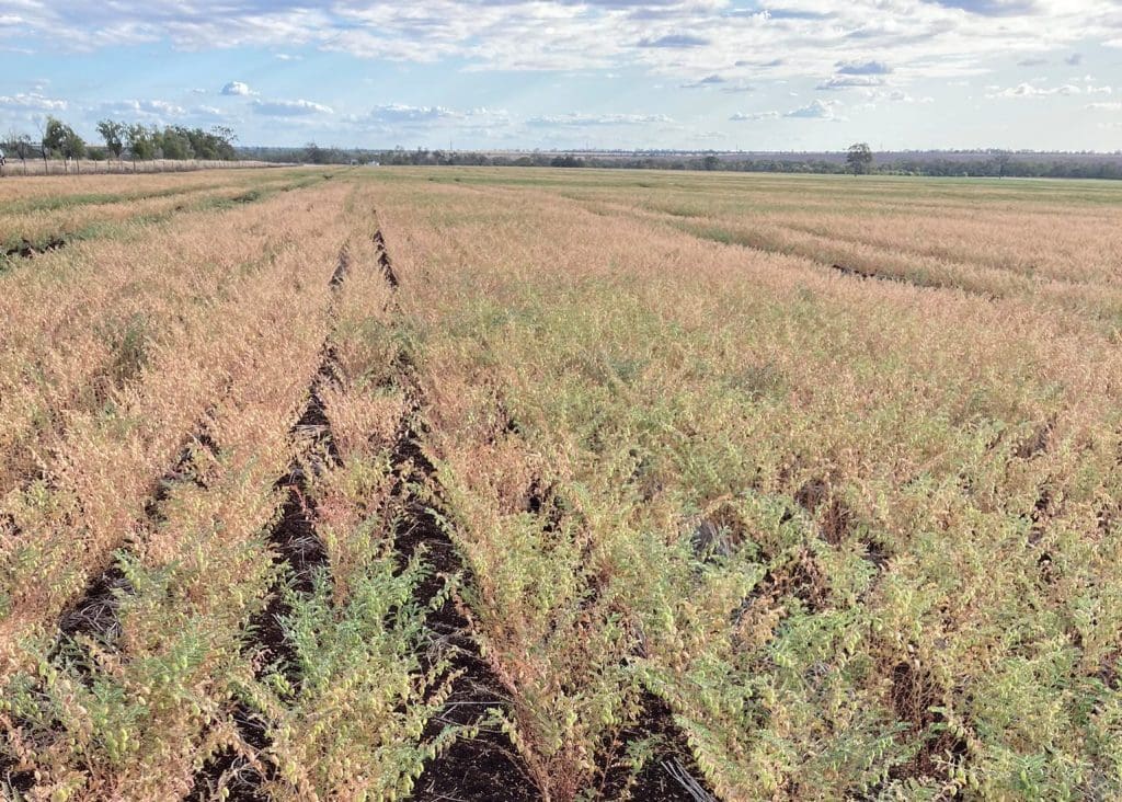 Australian chickpea, lentil exports dip in July - Grain Central
