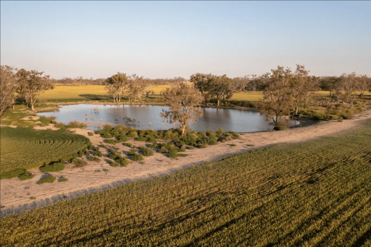 Tiela heads to auction to test north-west plains values - Grain Central