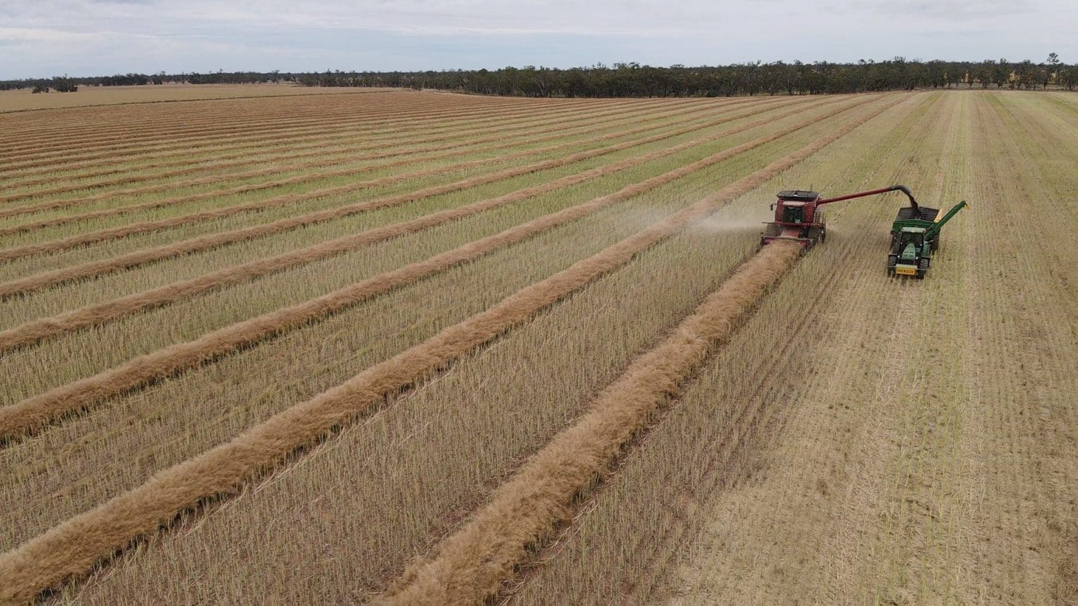 Australia exports 213,493t canola in Nov - Grain Central