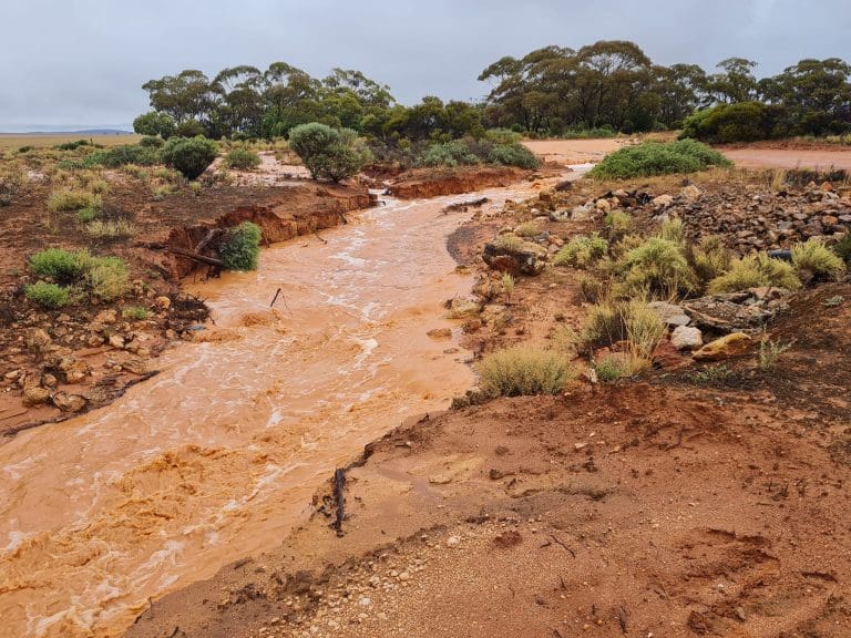 Deluge sets up parts of SA for strong start - Grain Central