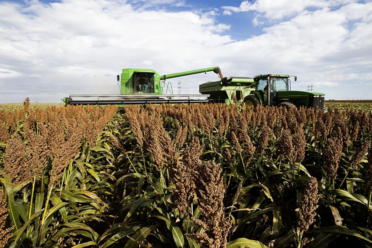 China sticks as major importer of sorghum: USDA - Grain Central