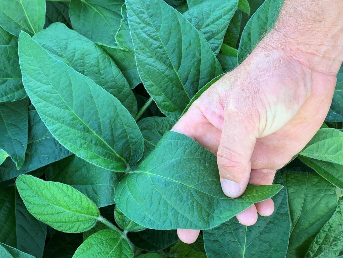 DPI releases soybean resistant to leaf rust - Grain Central