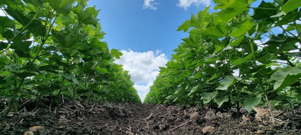 Second-biggest Australian cotton crop expected - Grain Central