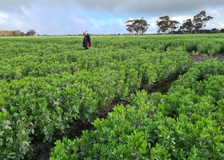 Guide to growing faba beans in WA released - Grain Central