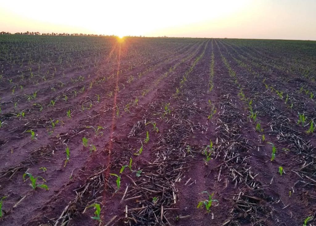 Brazil hopes to be the corn market saviour - Grain Central