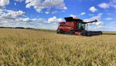 Bumper rice harvest under way - Grain Central