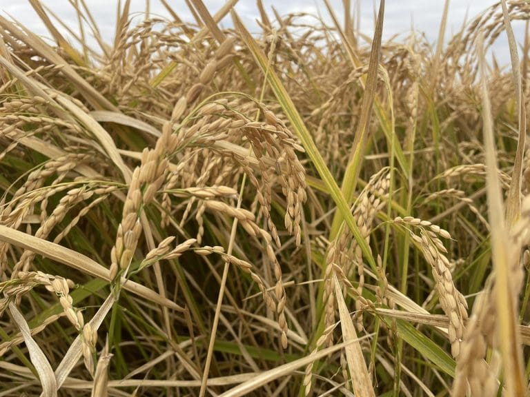 NSW extends rice vesting arrangements - Grain Central