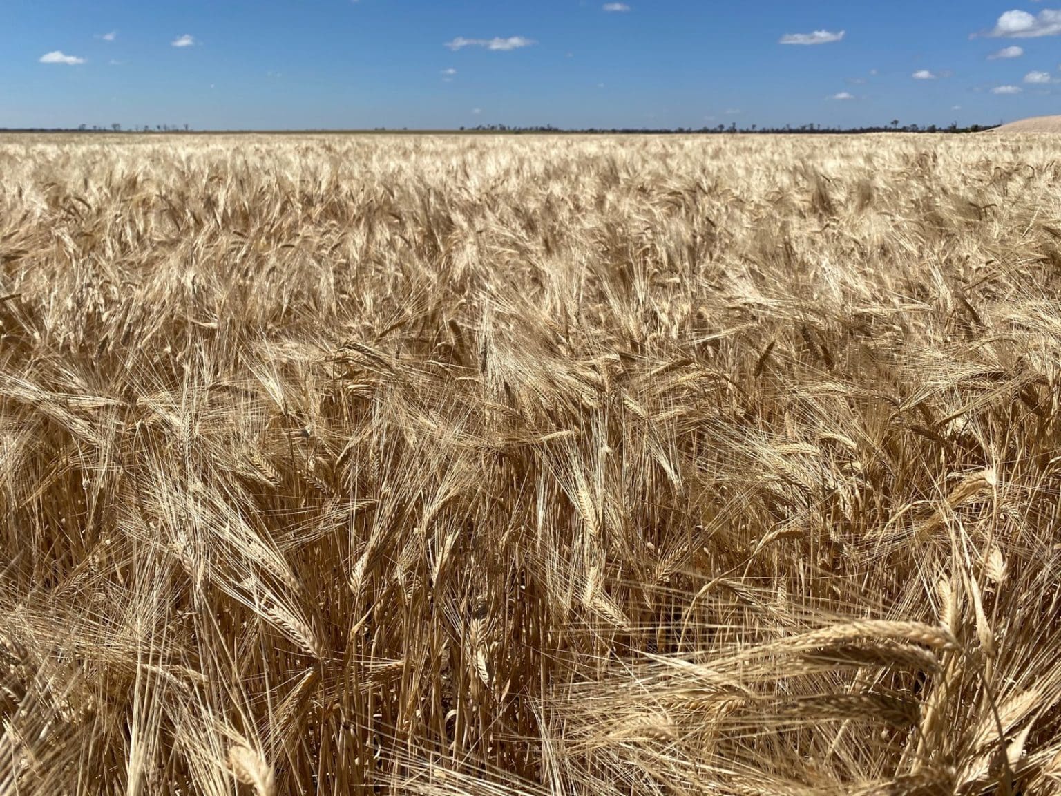 Gene for deeper roots a plus for wheat, barley - Grain Central