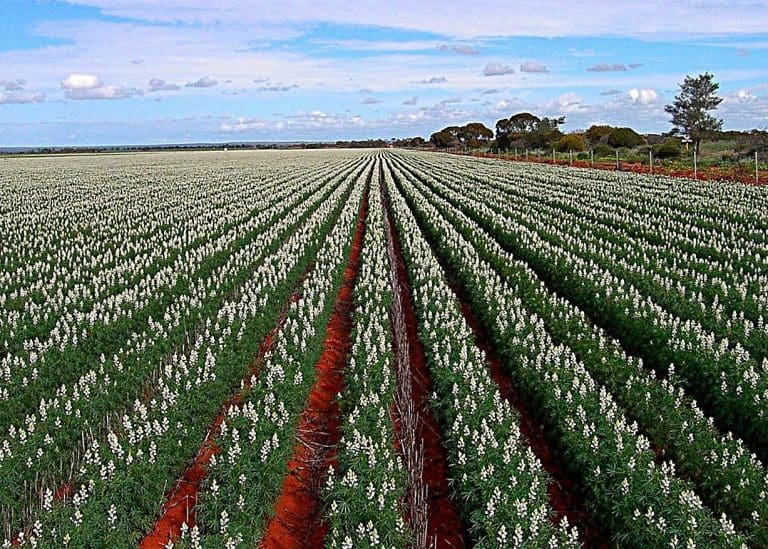 Pulses set to grow in reduced crop area: ANZ - Grain Central