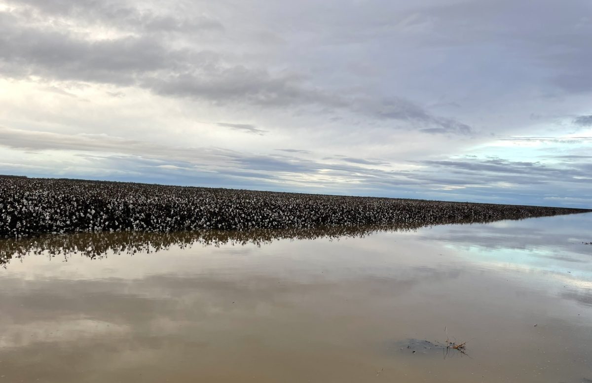Cotton-growers relish sun after picking delays - Grain Central