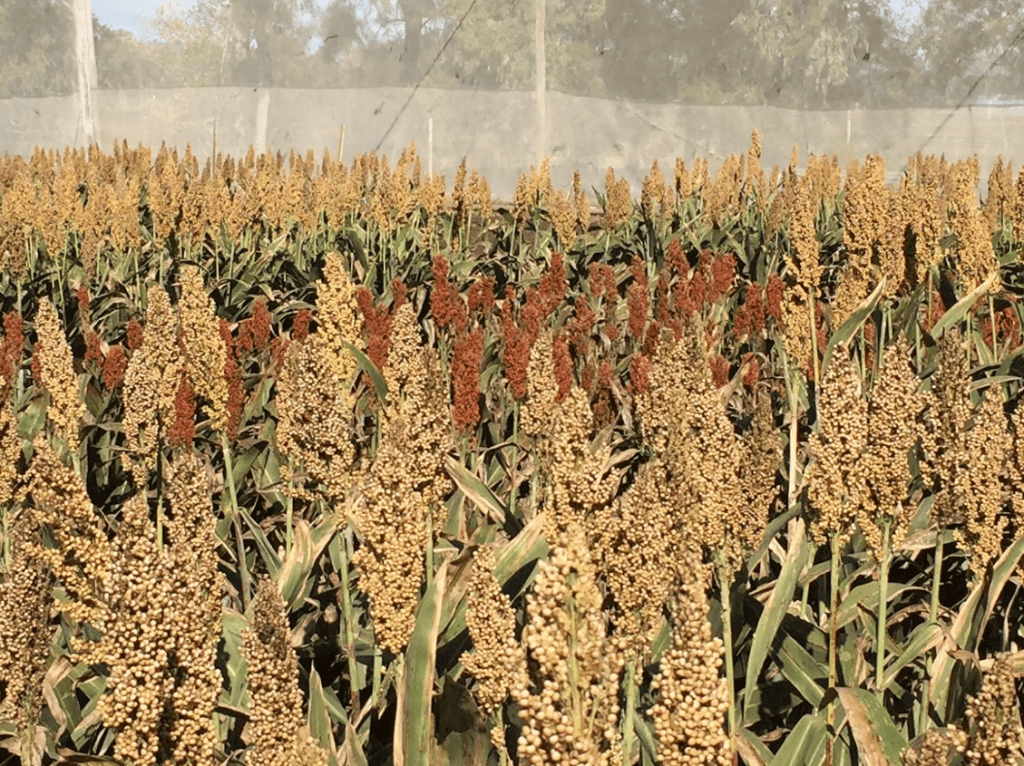 Higher protein, yielding sorghum on horizon - Grain Central