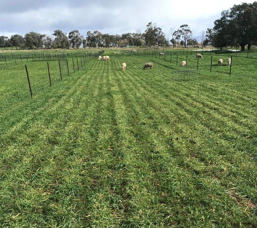 Sustainability flavours appeal of perennial wheat - Grain Central