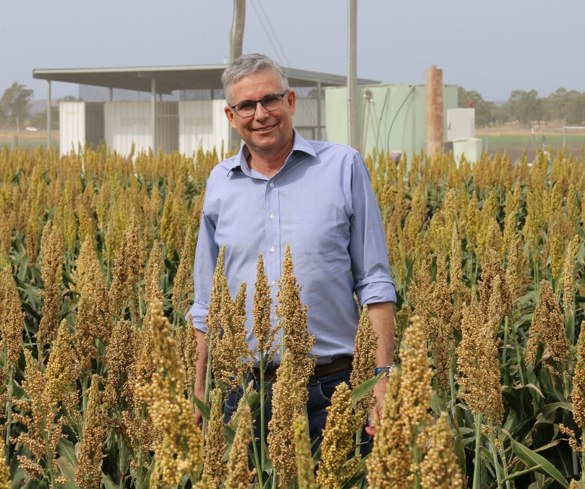 Higher protein, yielding sorghum on horizon - Grain Central