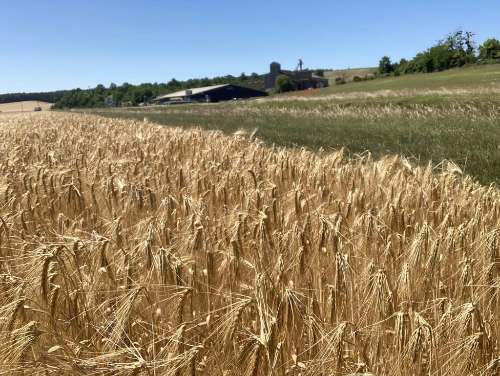 French grain production continues slide - Grain Central